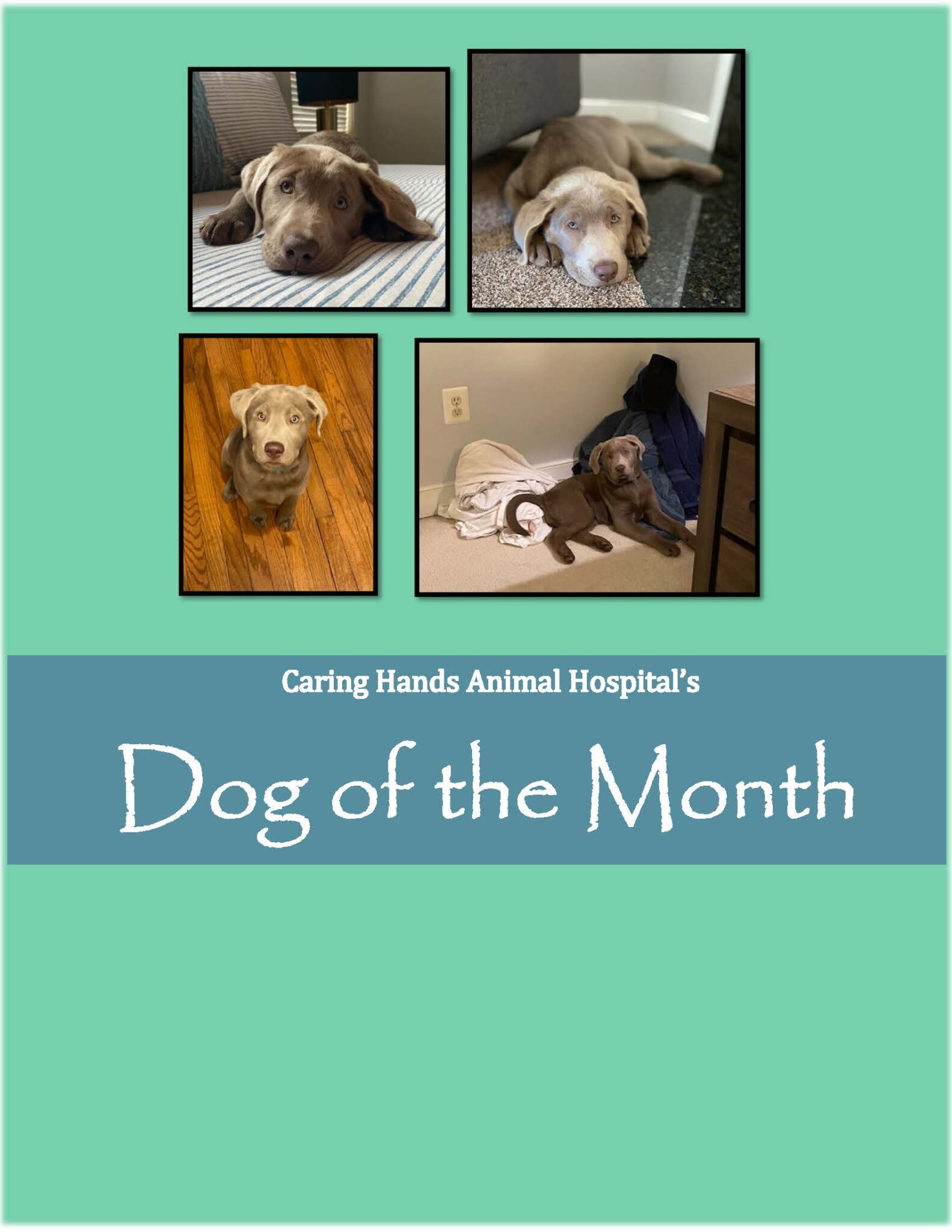 Adoptable Pet(s) of the Week | Caring Hands Animal Hospital