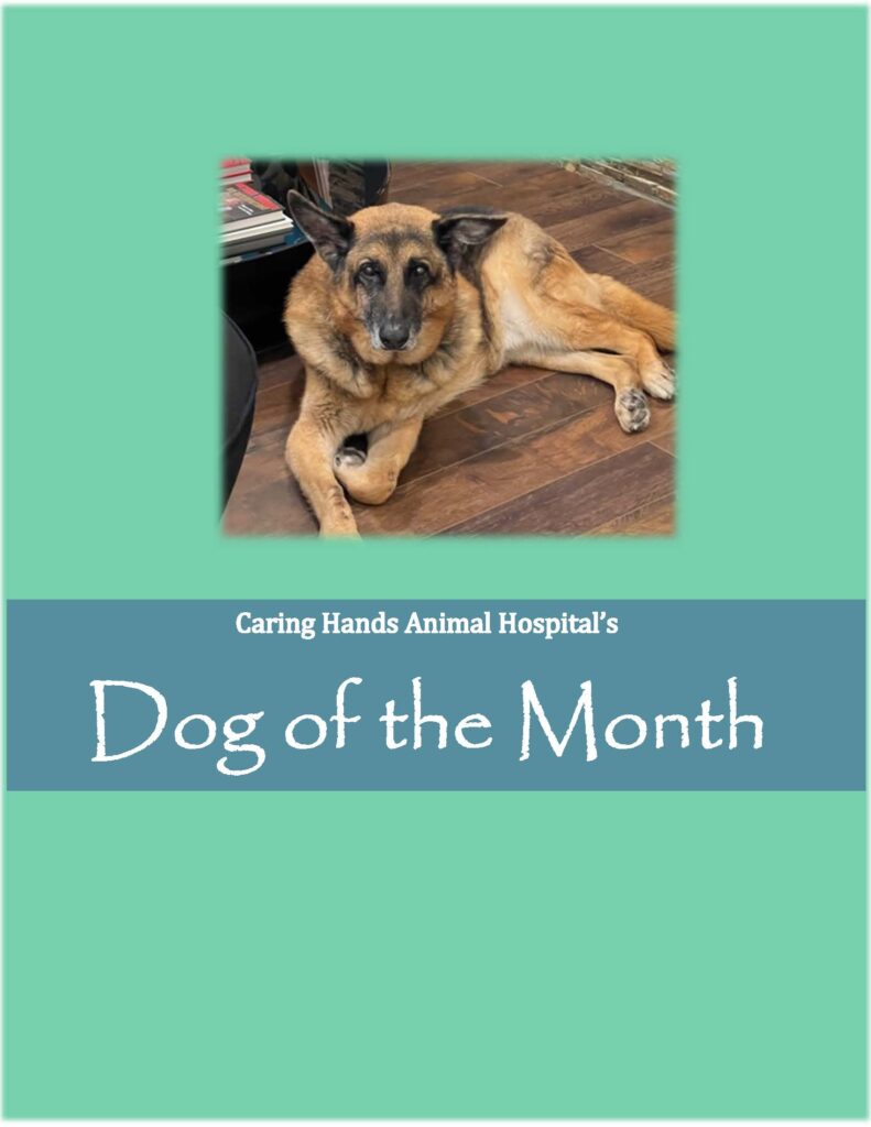 Adoptable Pet(s) of the Week | Caring Hands Animal Hospital