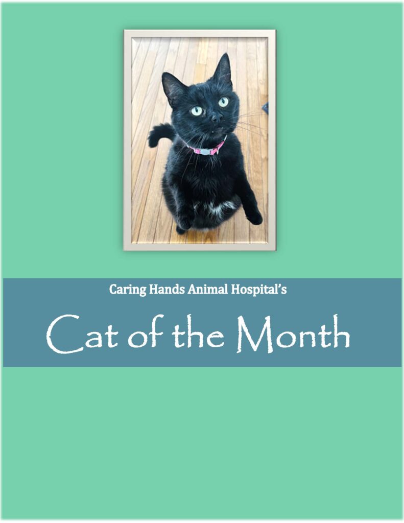 Adoptable Pet(s) of the Week | Caring Hands Animal Hospital